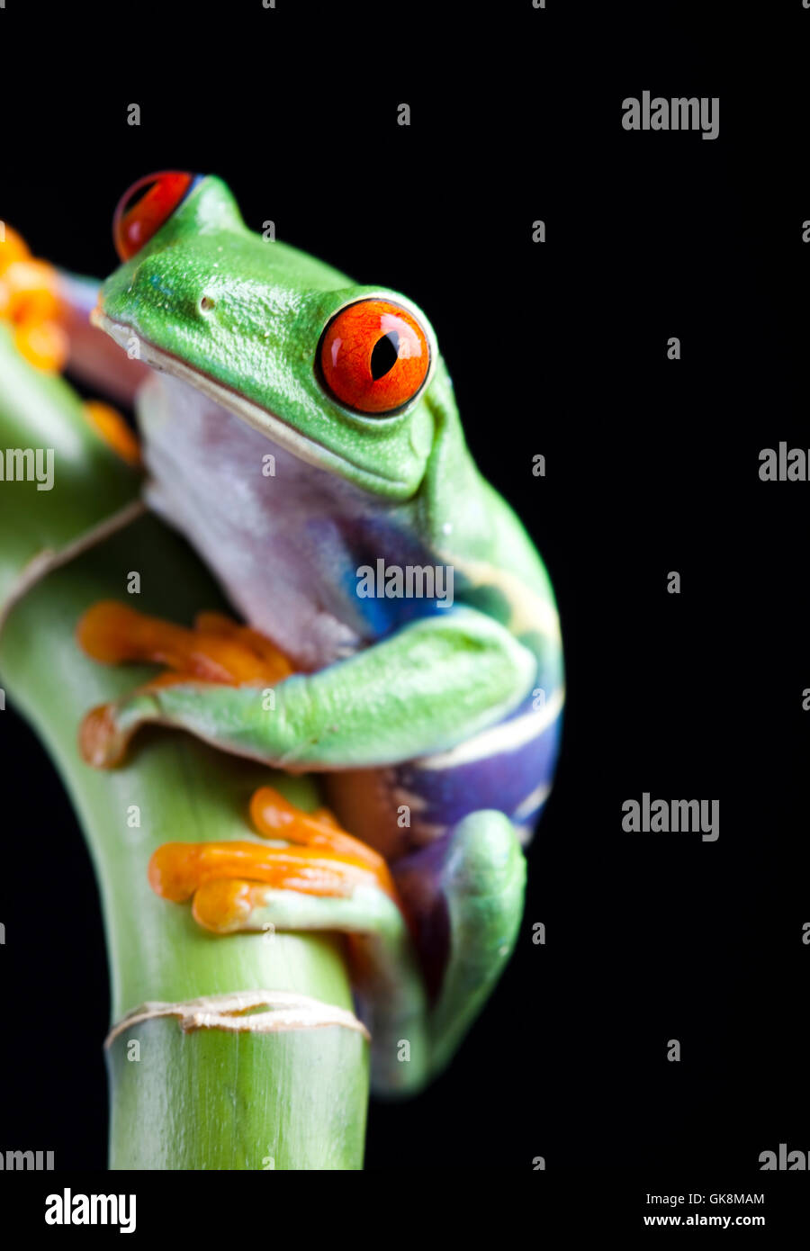 animal amphibian animals Stock Photo - Alamy