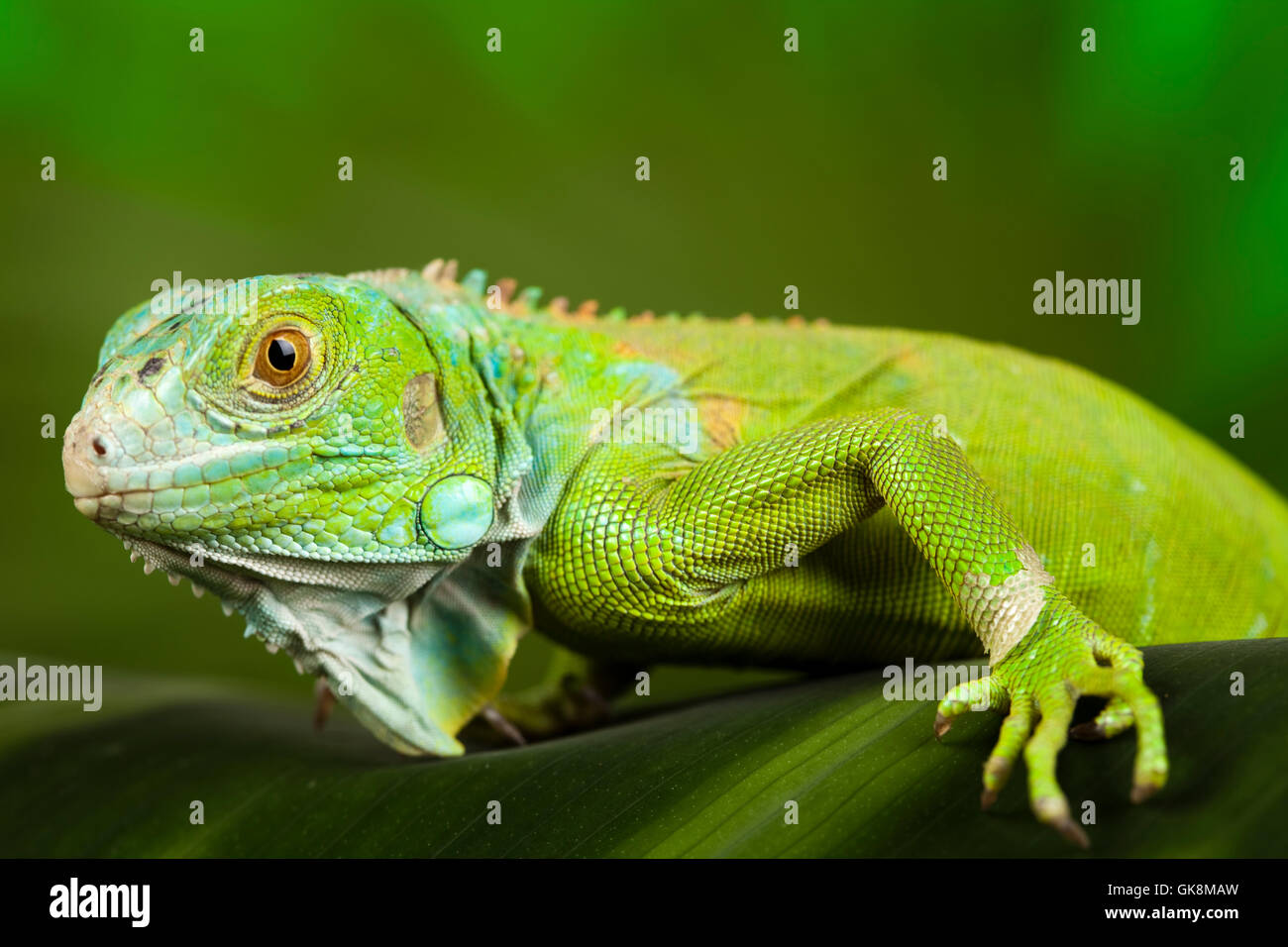 animal pet reptile Stock Photo - Alamy