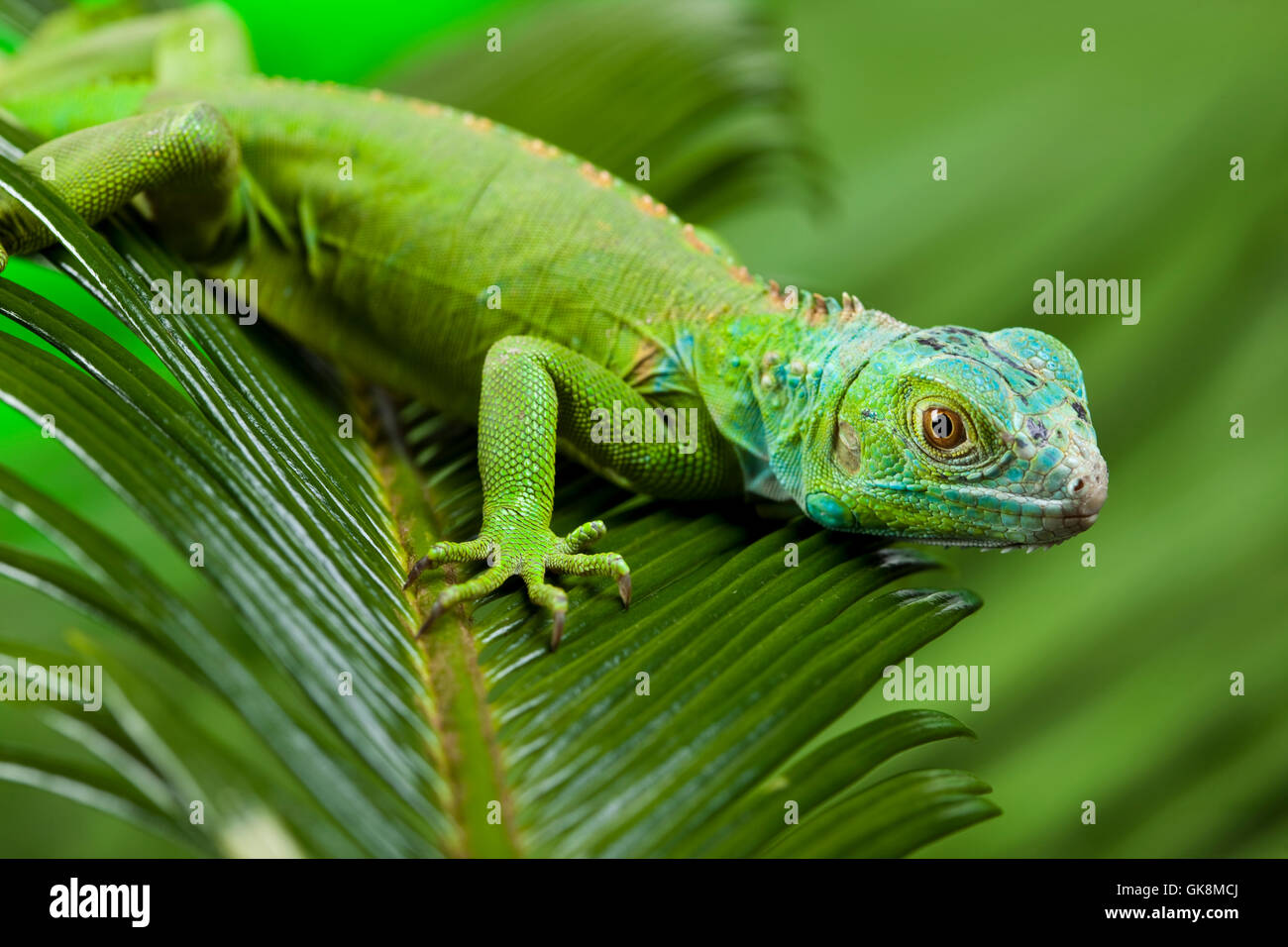 animal pet reptile Stock Photo - Alamy