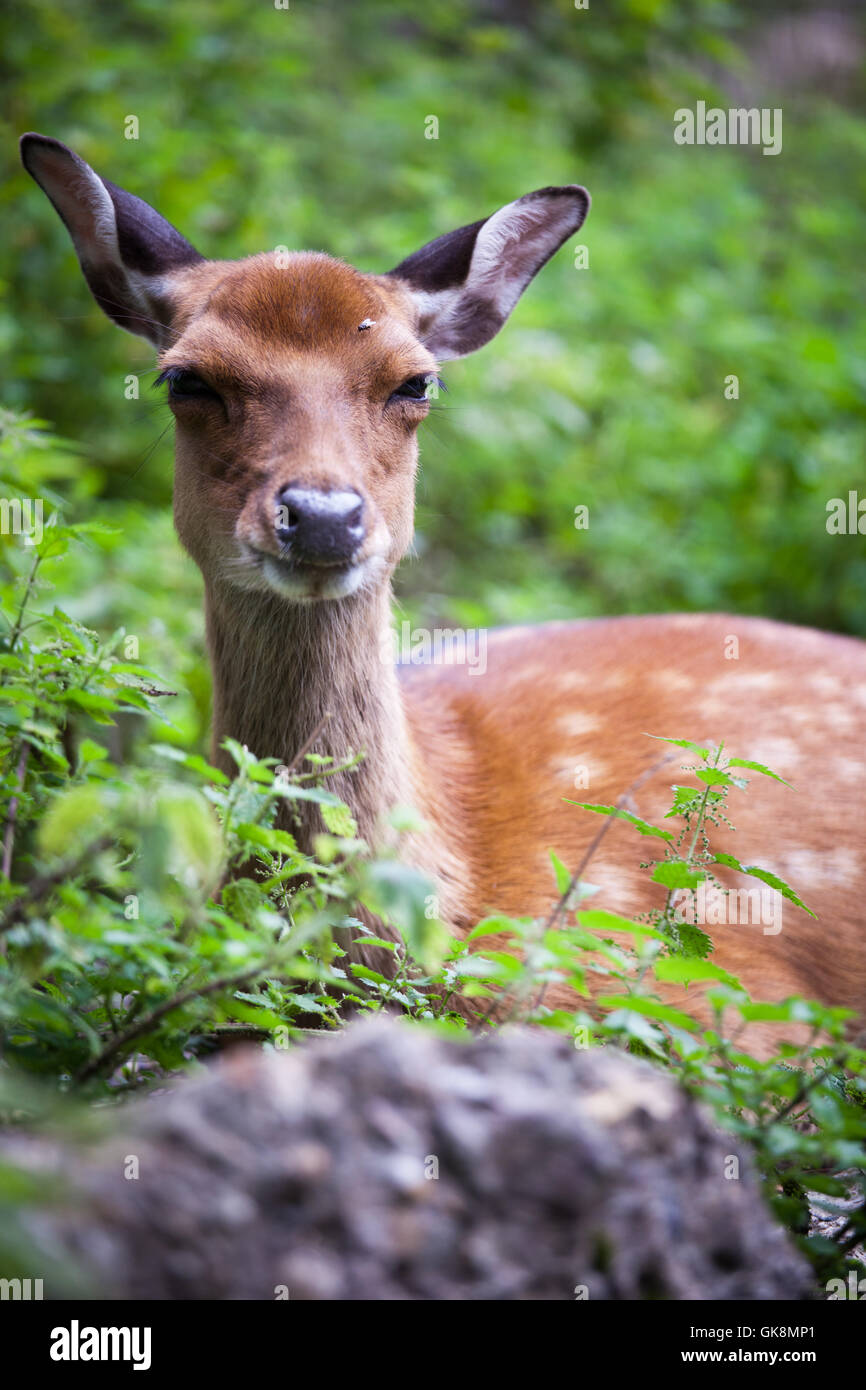 animal wood wildlife Stock Photo - Alamy