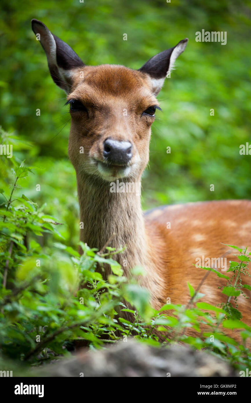 Nimal wildlife hi-res stock photography and images - Alamy