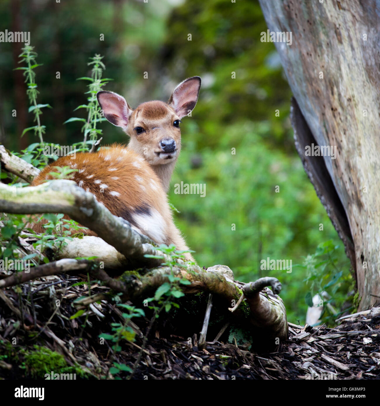 Nimal wildlife hi-res stock photography and images - Alamy