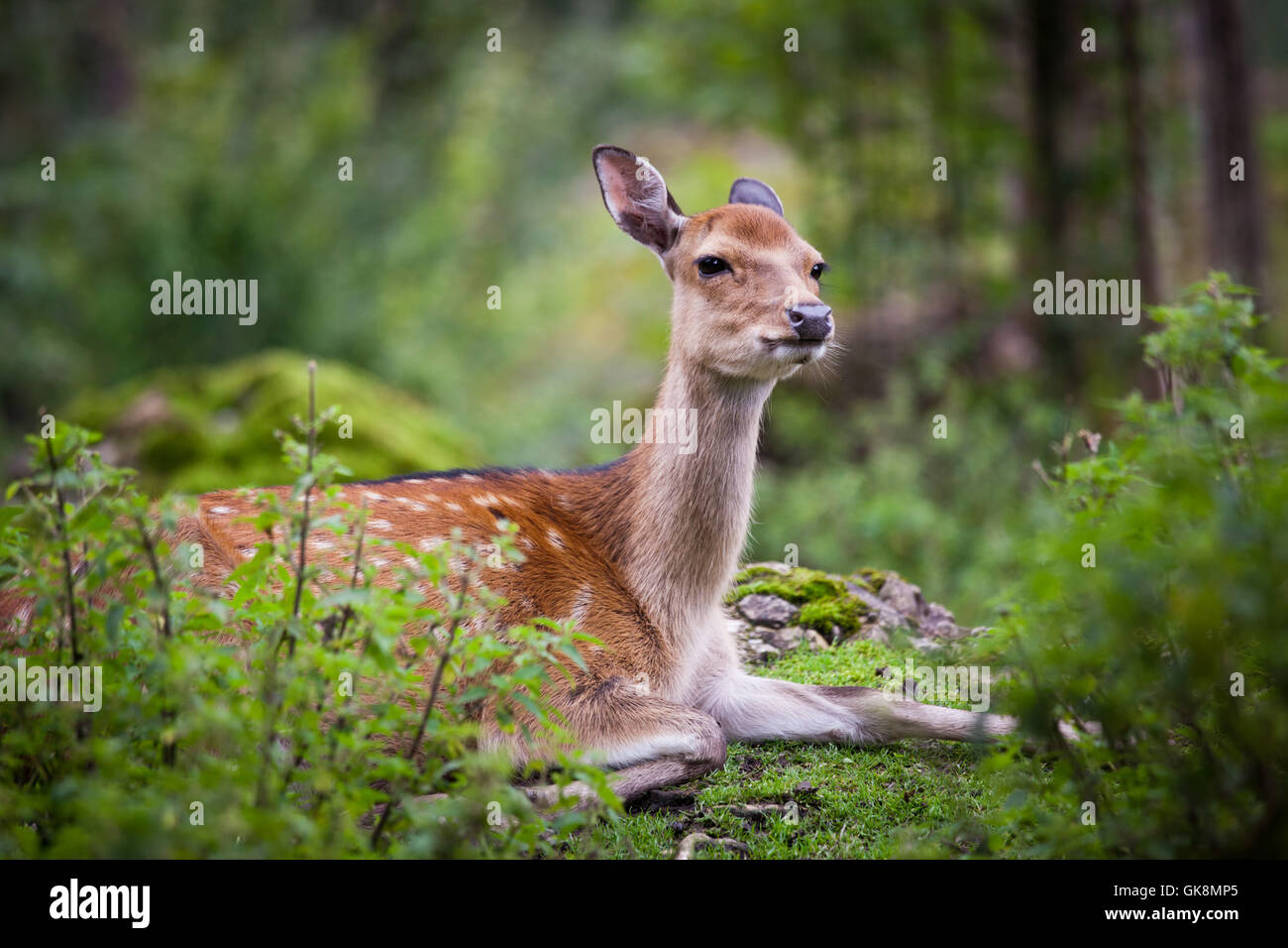 animal wood wildlife Stock Photo - Alamy