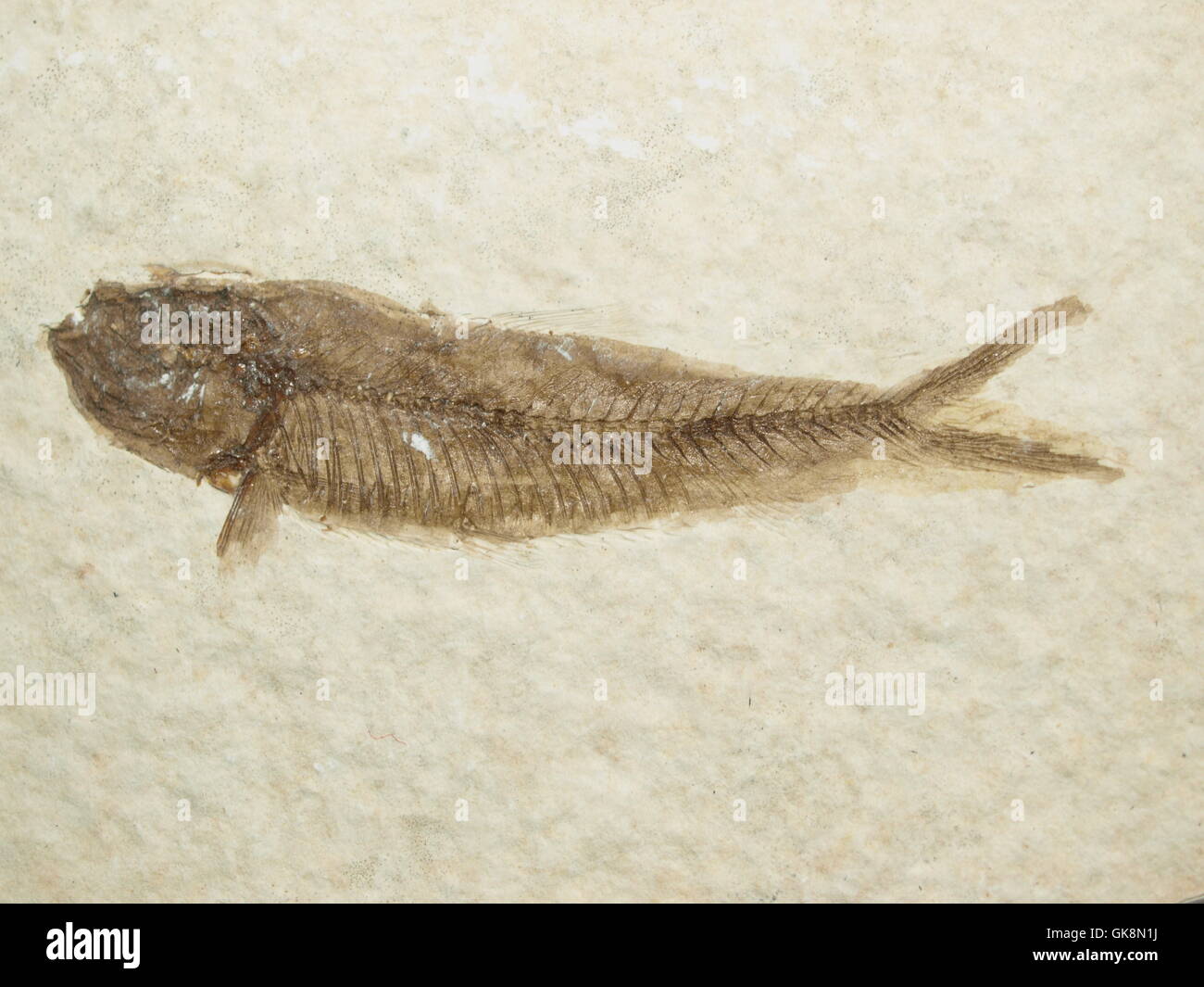 Jurassic fossils hi-res stock photography and images - Alamy