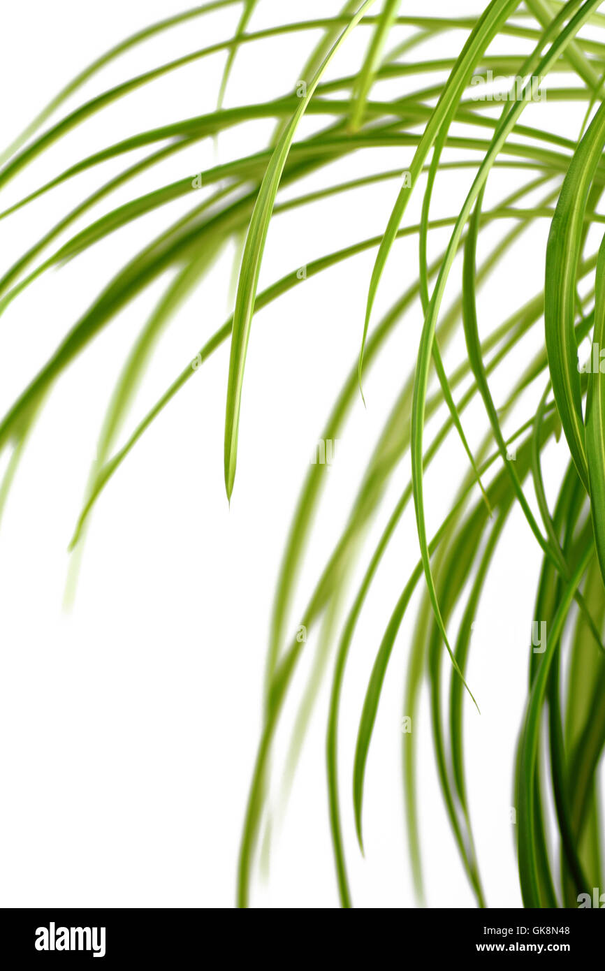 optional green leaves Stock Photo - Alamy