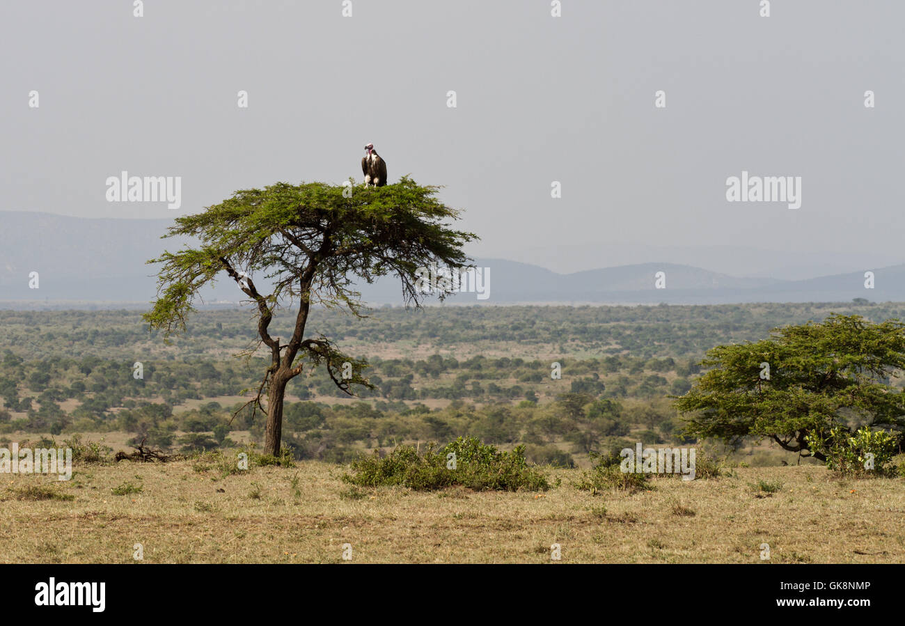 Safari tree hi-res stock photography and images - Alamy