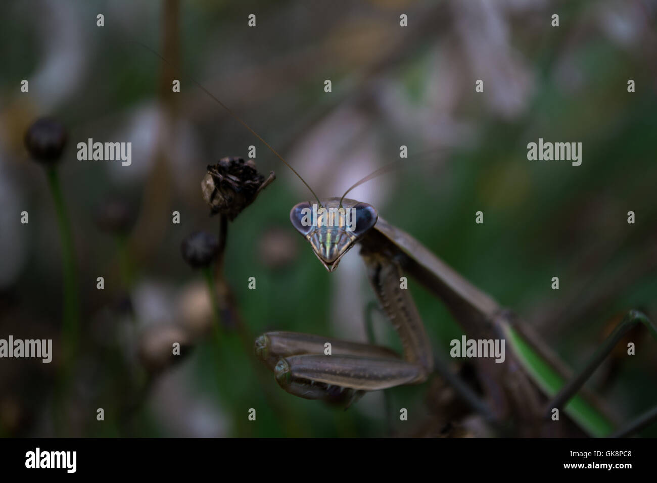 A mantis looking at the viewer Stock Photo - Alamy