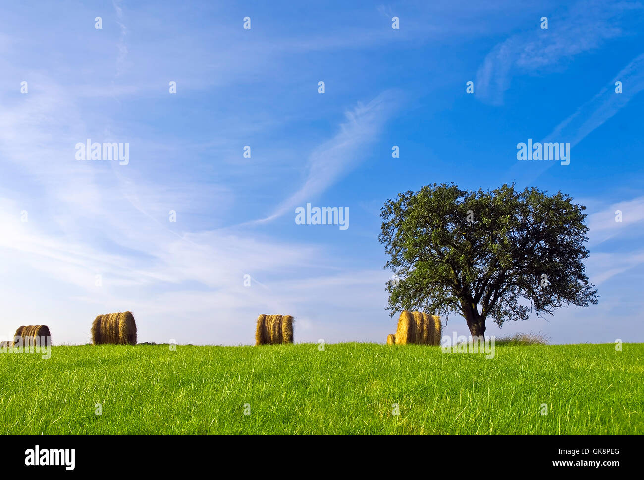 tree agriculture farming Stock Photo - Alamy
