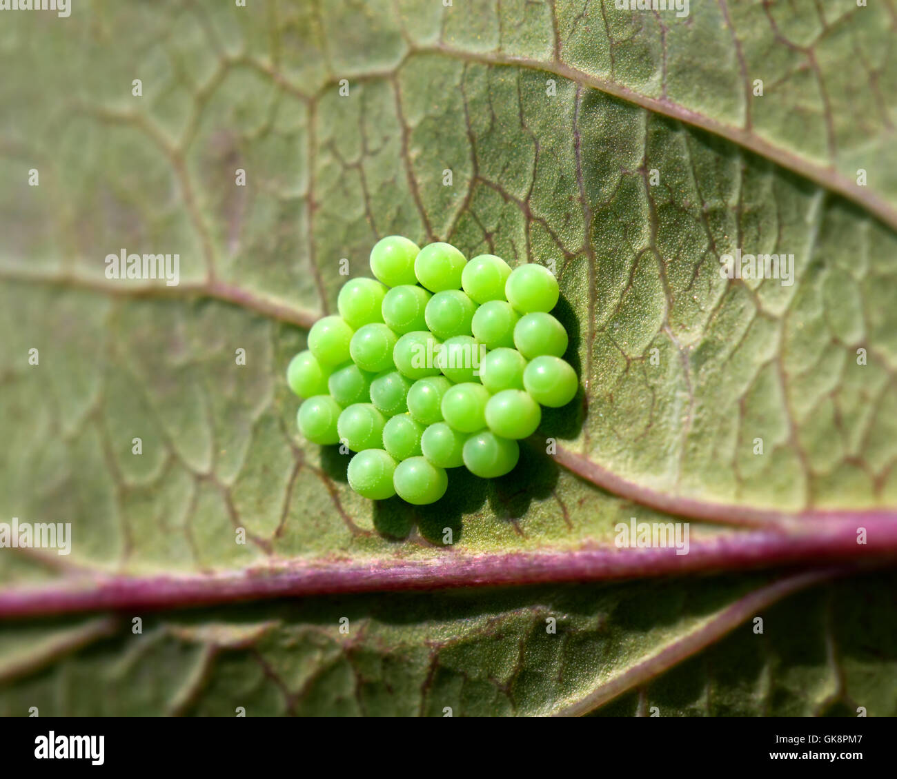 insect small tiny Stock Photo - Alamy