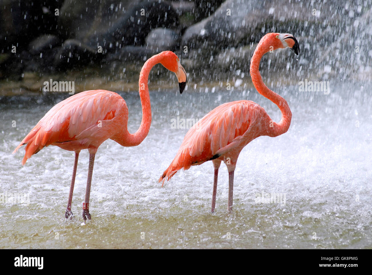 bird drop fresh water Stock Photo - Alamy