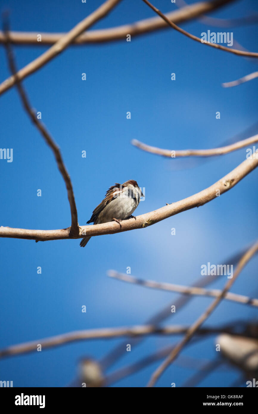 blue tree bird Stock Photo - Alamy