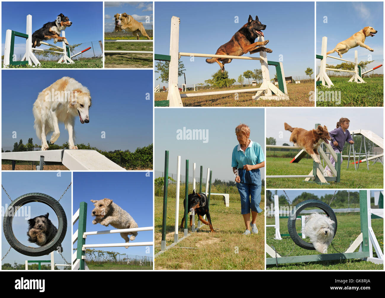 Australian shepherd agility hi-res stock photography and images - Alamy