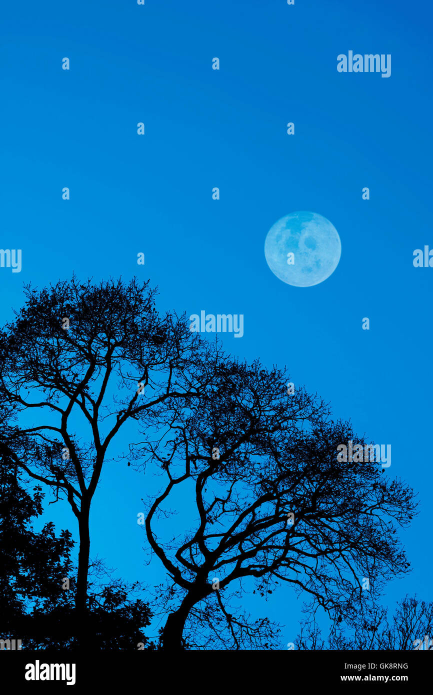 Moon tree hi-res stock photography and images - Alamy