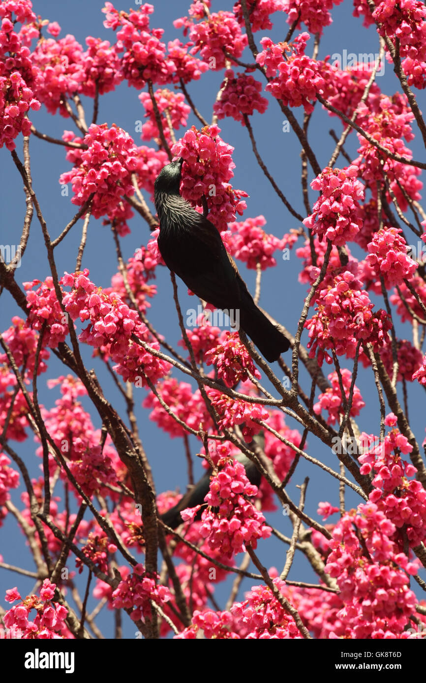 Native new zealand tui bird hi-res stock photography and images - Alamy