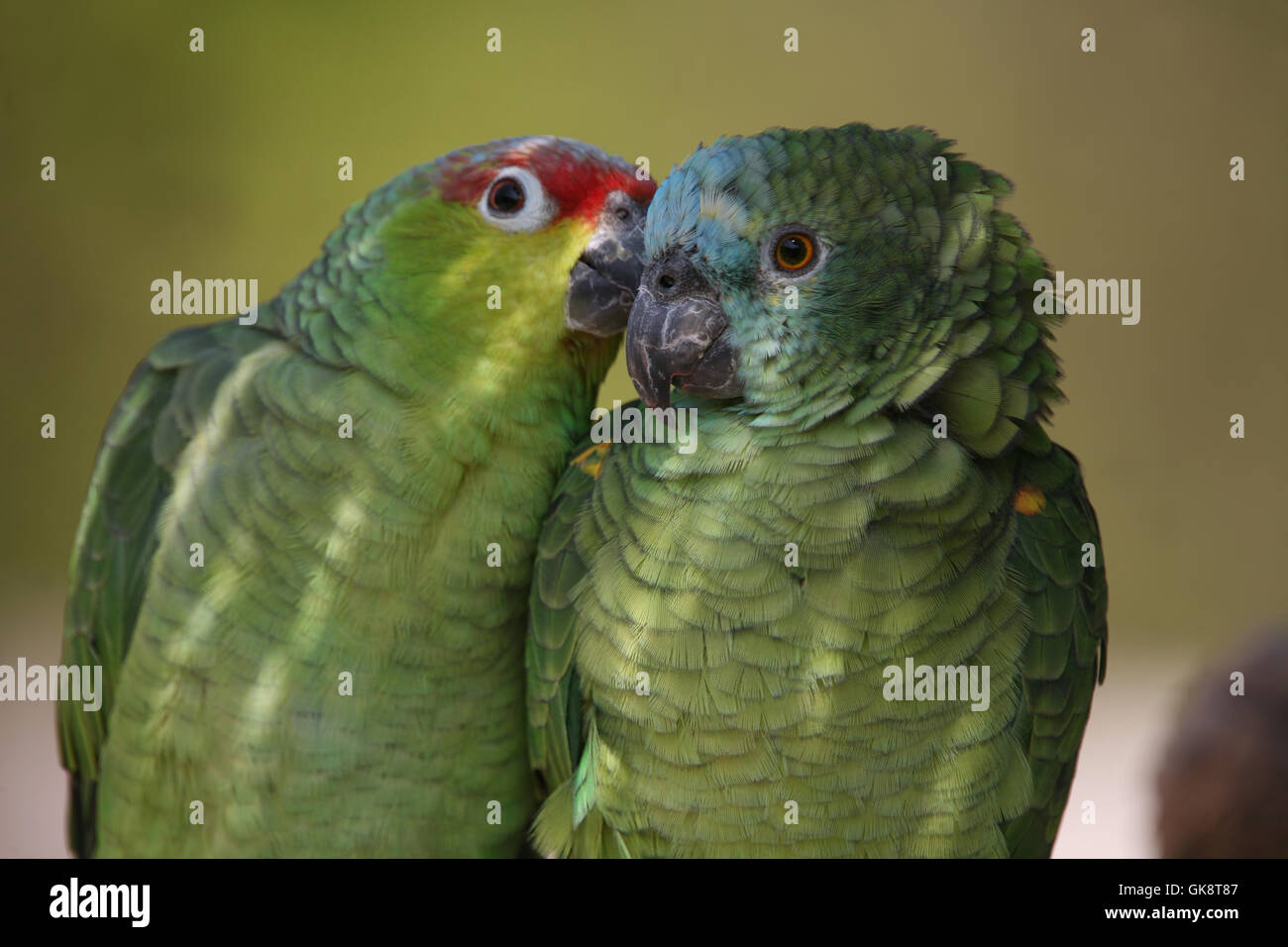 Amazons birds hi-res stock photography and images - Alamy