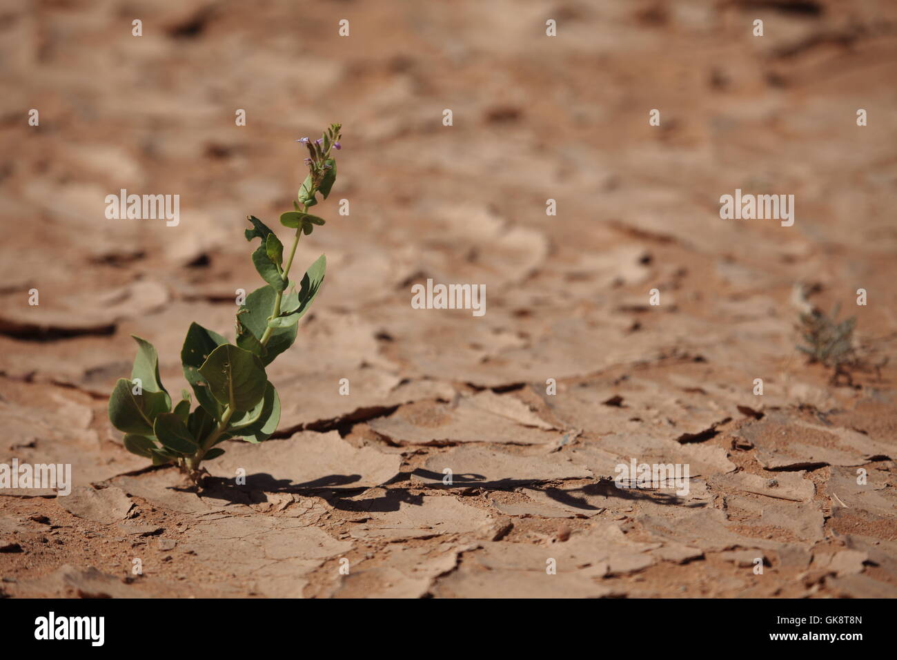 Barren catastrophe hi-res stock photography and images - Alamy