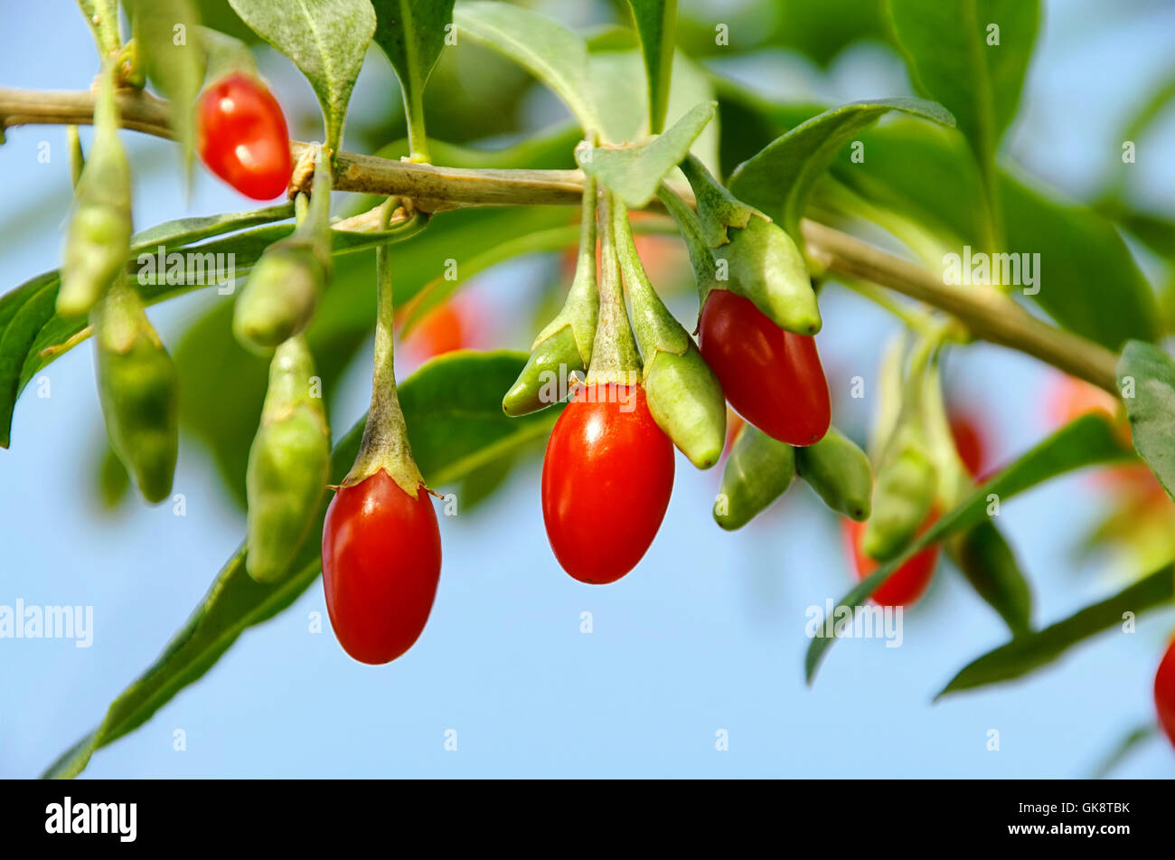 Goji berry plant hi-res stock photography and images - Alamy