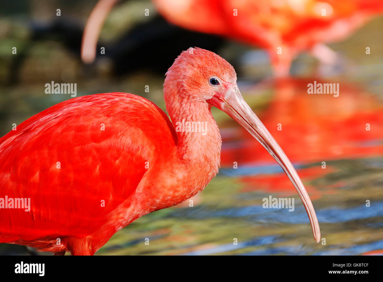 colour animal bird Stock Photo - Alamy