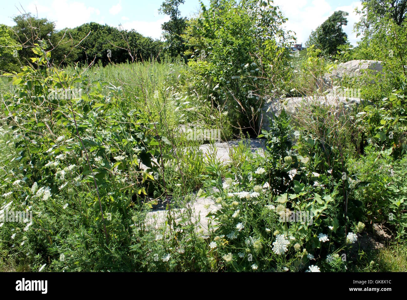 Chicago illinois native prairie plants hi-res stock photography and ...