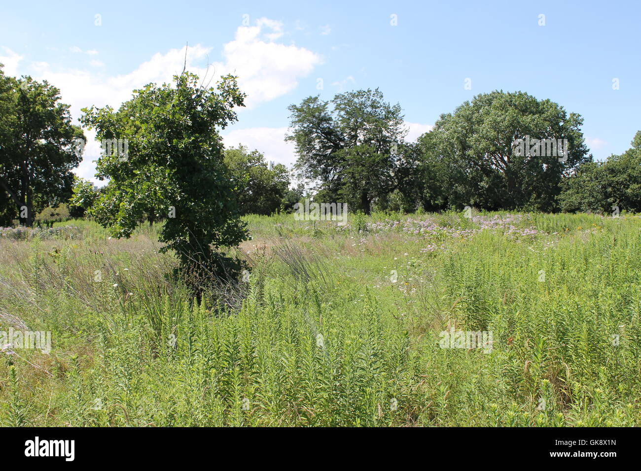 A restored prairie on Chicago's lakefront Stock Photo - Alamy