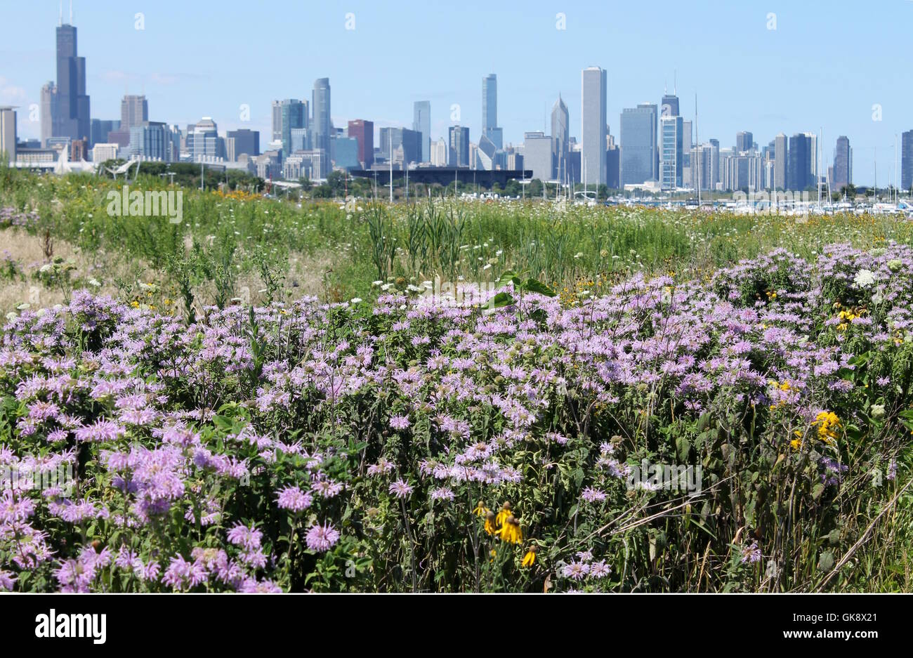 The Chicago skyline from a prairie preserve on the south side of ...