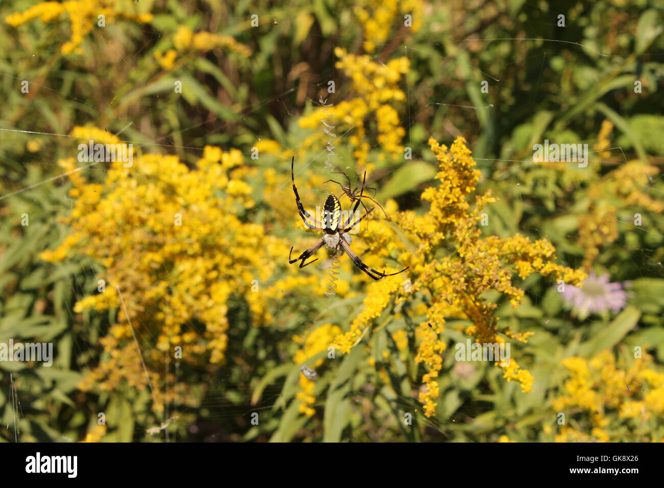 Two spiders, including a yellow garden spider, at a restored prairie on ...