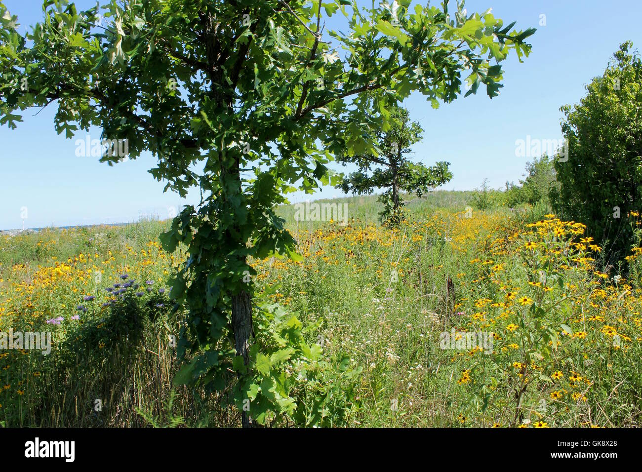 A restored prairie on Chicago's lakefront Stock Photo - Alamy