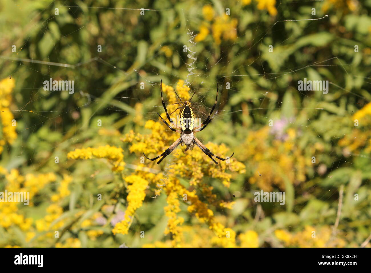 Two spiders, including a yellow garden spider, at a restored prairie on ...