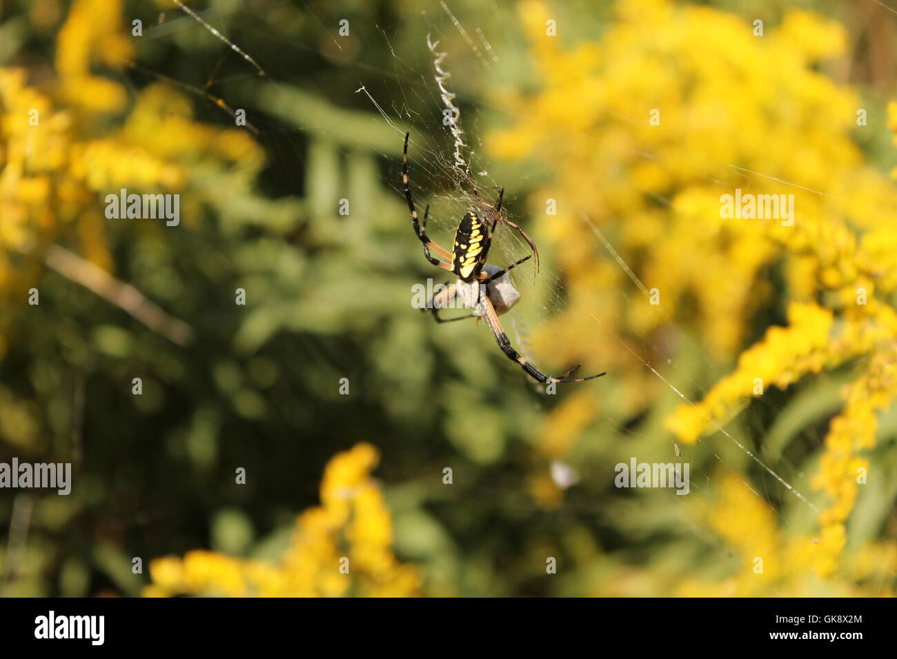 Two spiders, including a yellow garden spider, at a restored prairie on ...