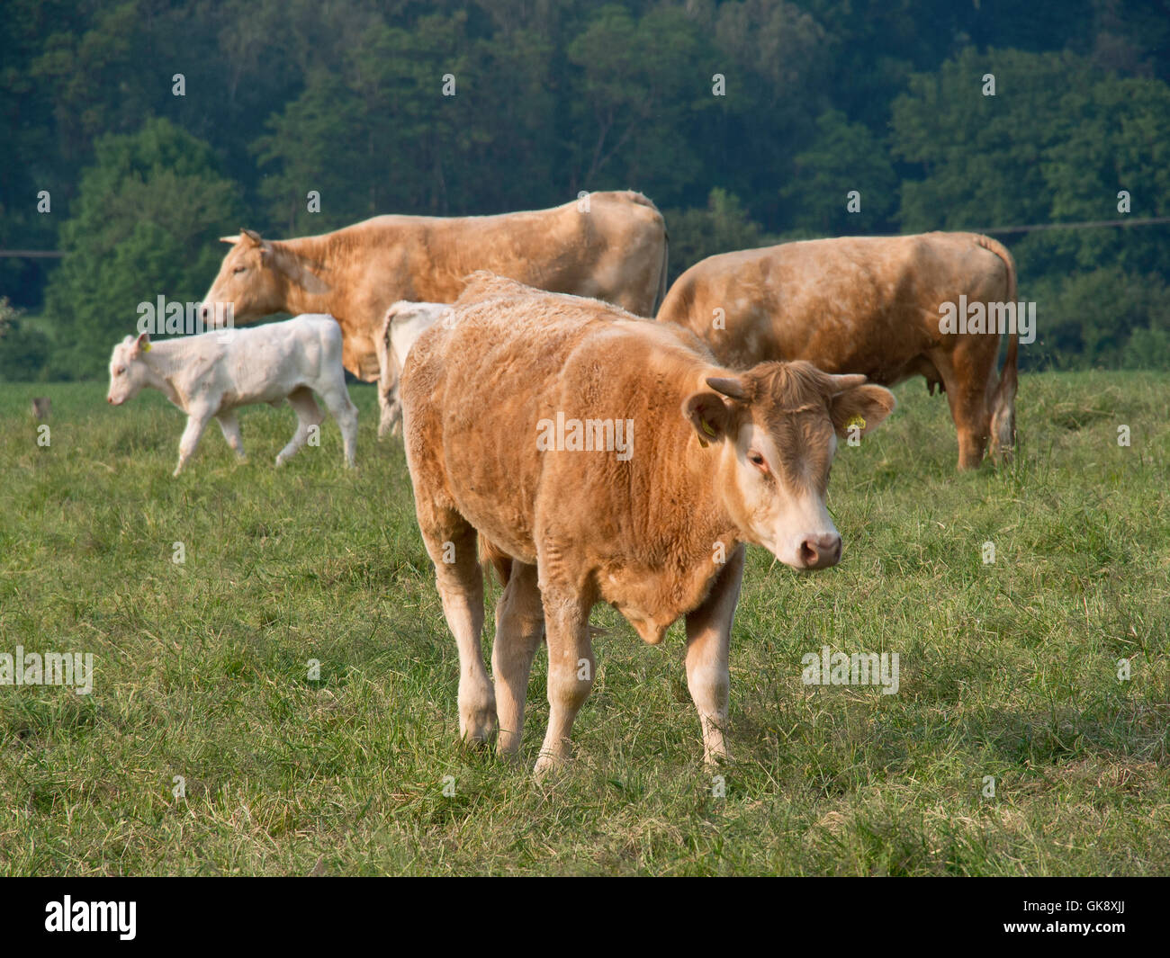 cows in germany Stock Photo - Alamy