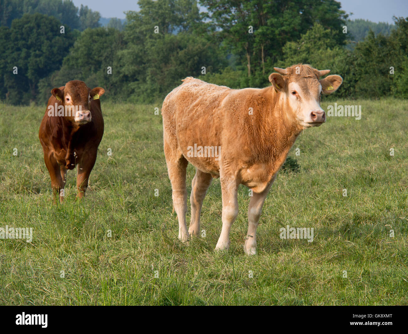cows in germany Stock Photo - Alamy