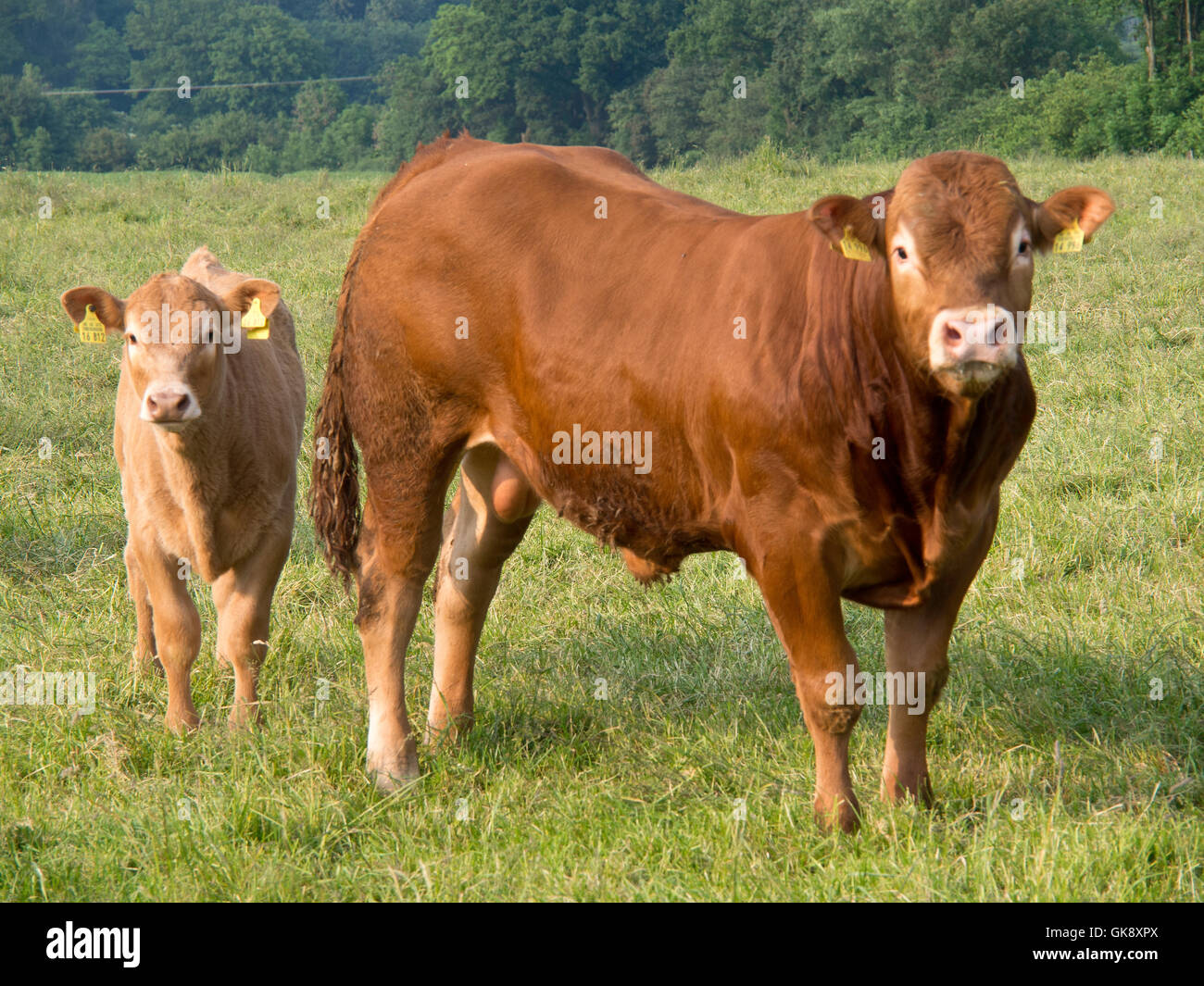 cows in germany Stock Photo - Alamy