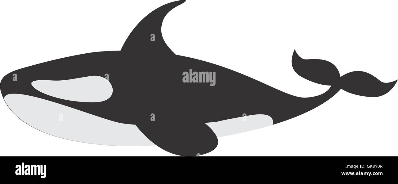 orca whale isolated icon Stock Vector Image & Art - Alamy