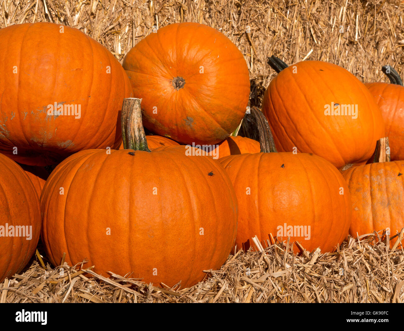 pumpkins in the german autumn Stock Photo - Alamy