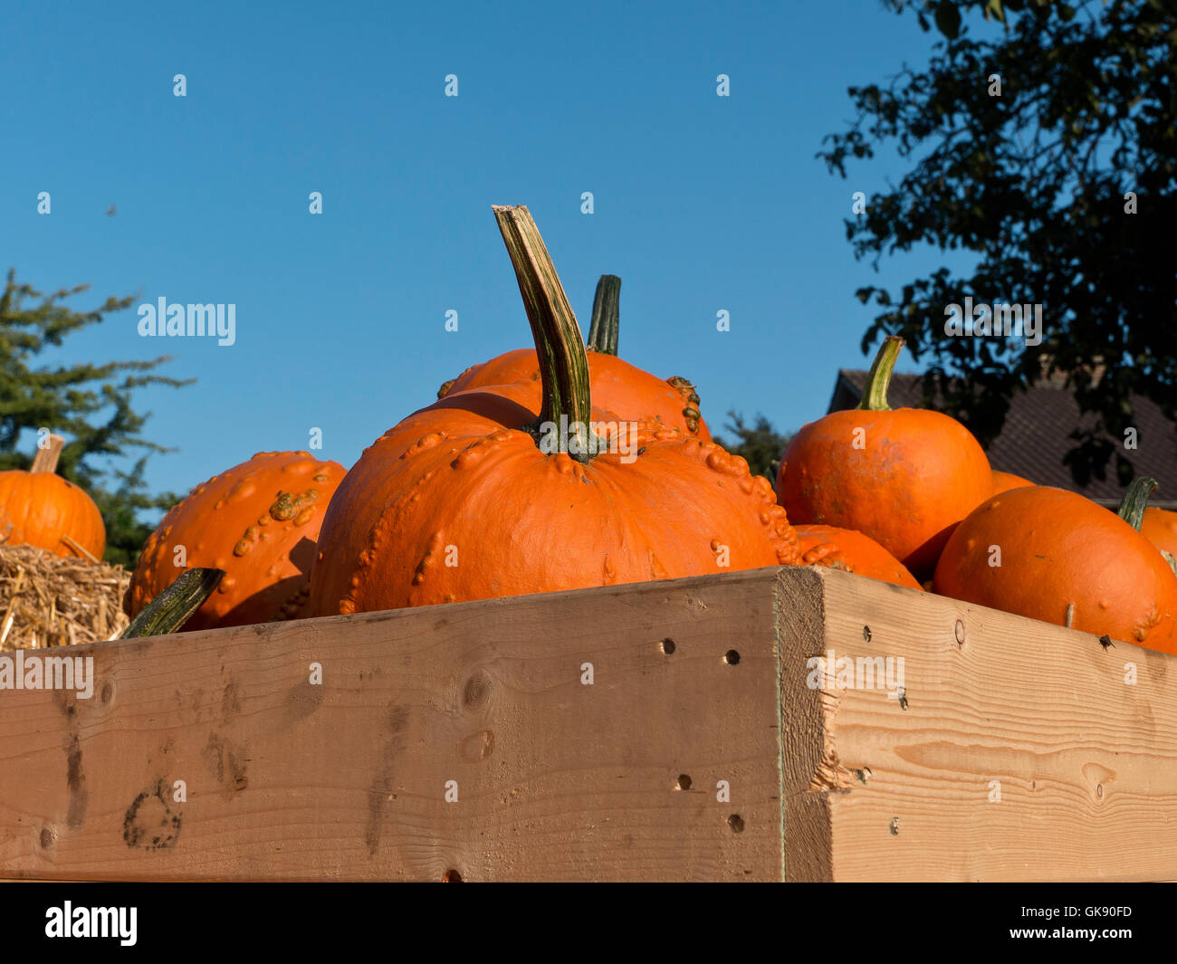 pumpkins in the german autumn Stock Photo - Alamy