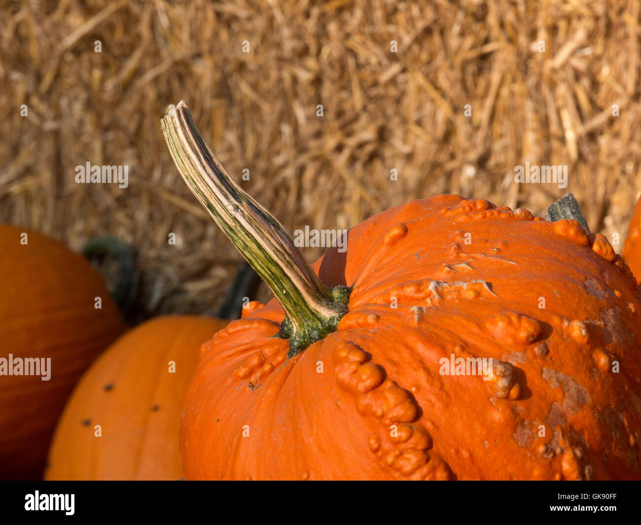 pumpkins in the german autumn Stock Photo - Alamy