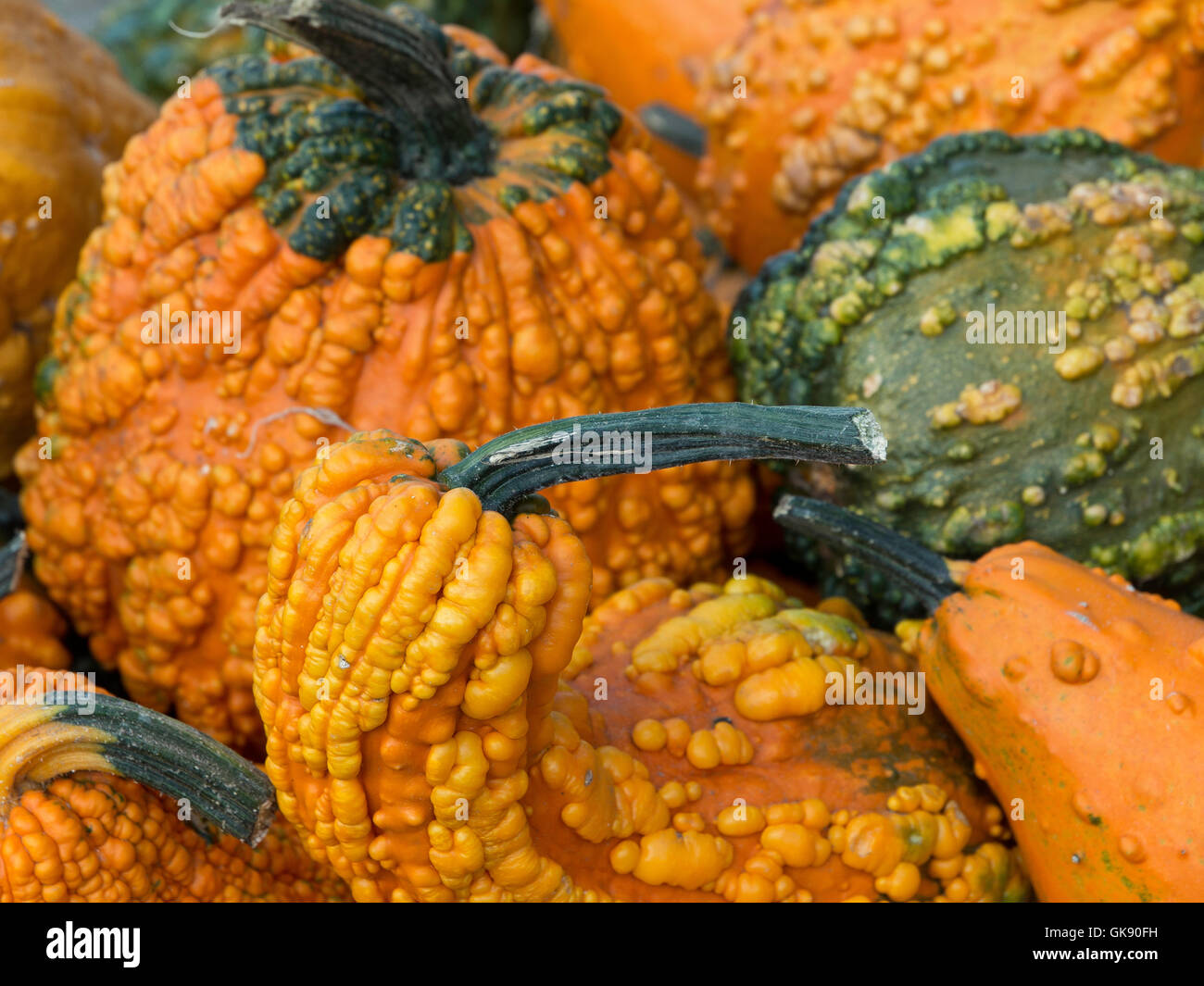 pumpkins in the german autumn Stock Photo - Alamy