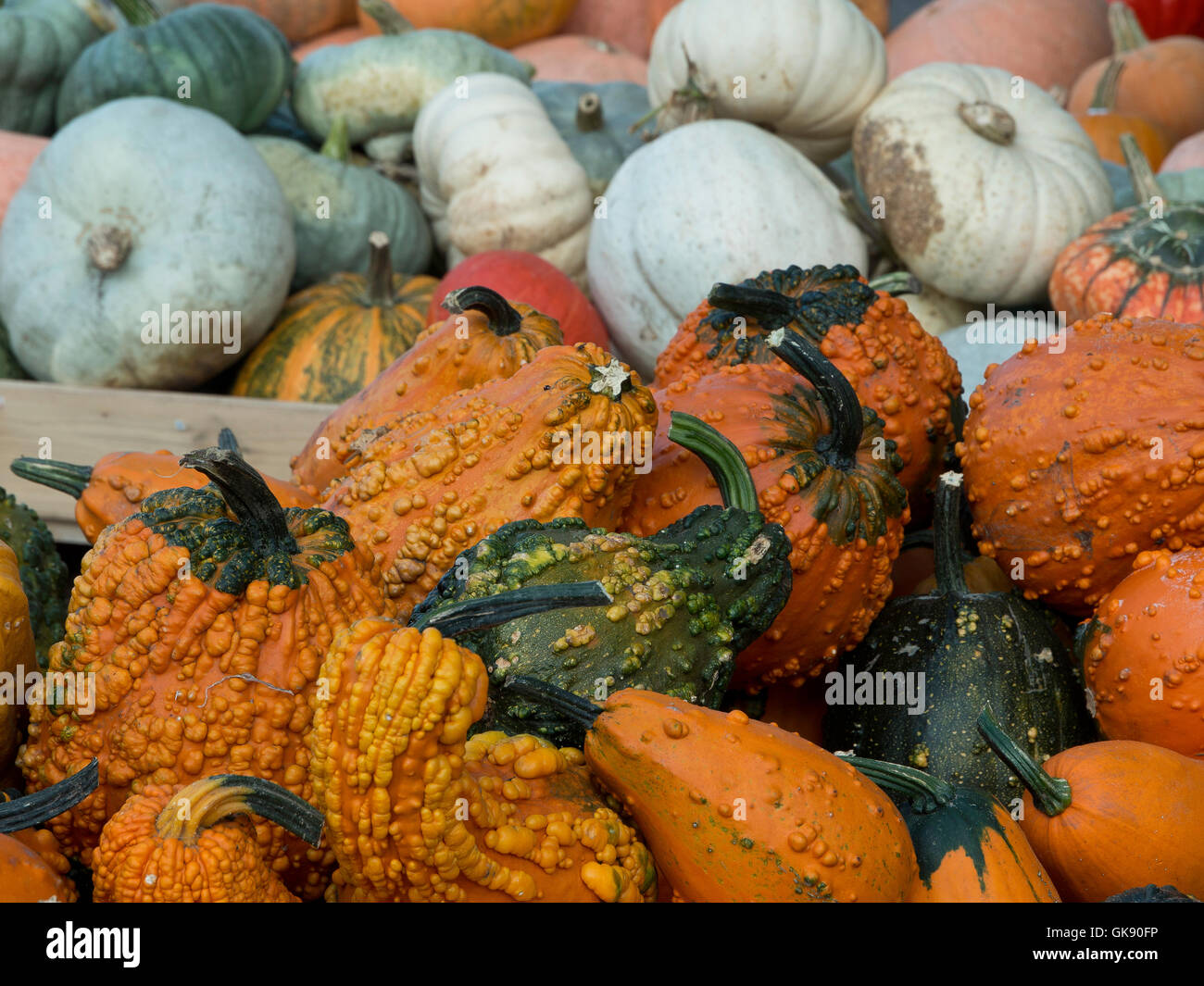 pumpkins in the german autumn Stock Photo - Alamy