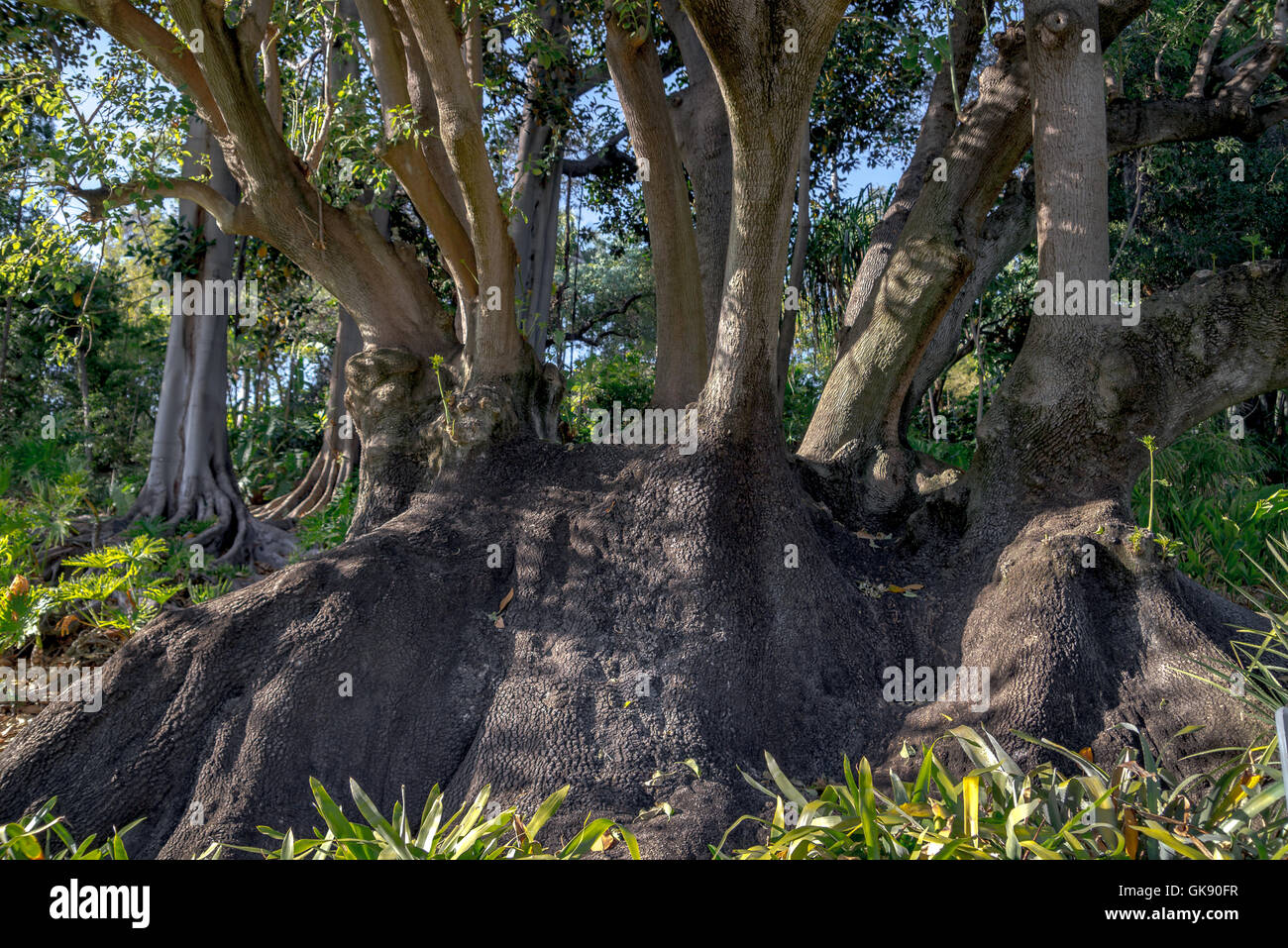 Tree with big roots Stock Photo - Alamy