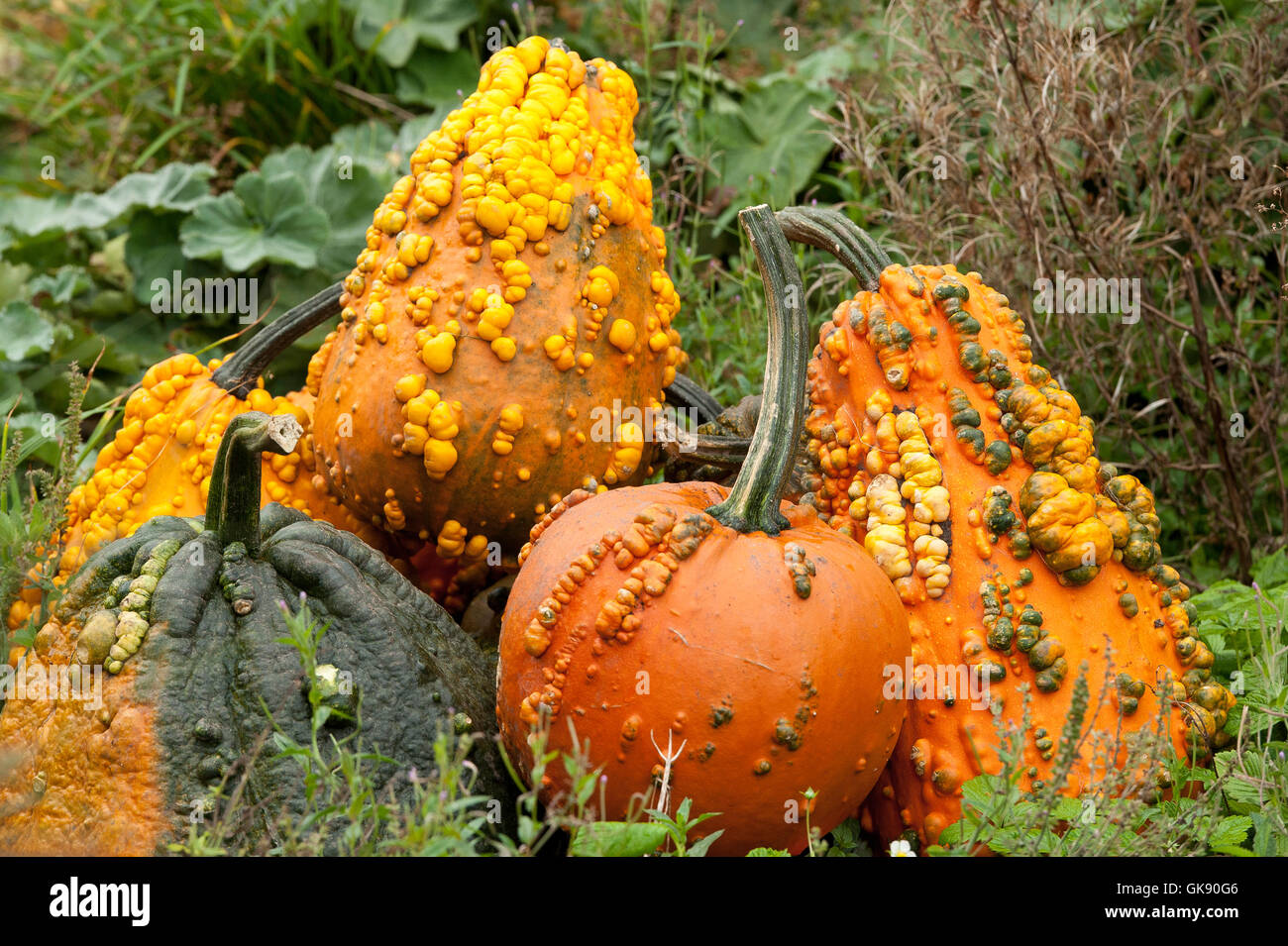 pumpkins in the german autumn Stock Photo - Alamy