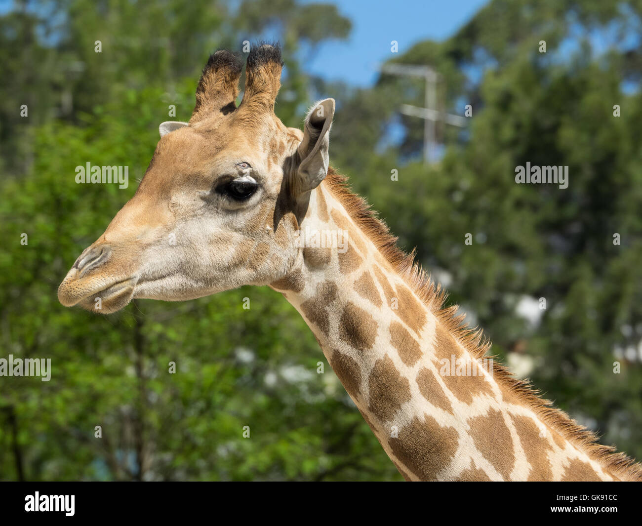 Giraffe in a zoo Stock Photo - Alamy