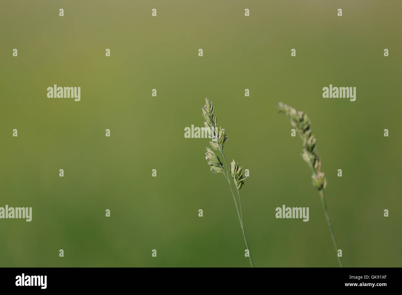 Blurred grass field with one strand in focus Stock Photo - Alamy