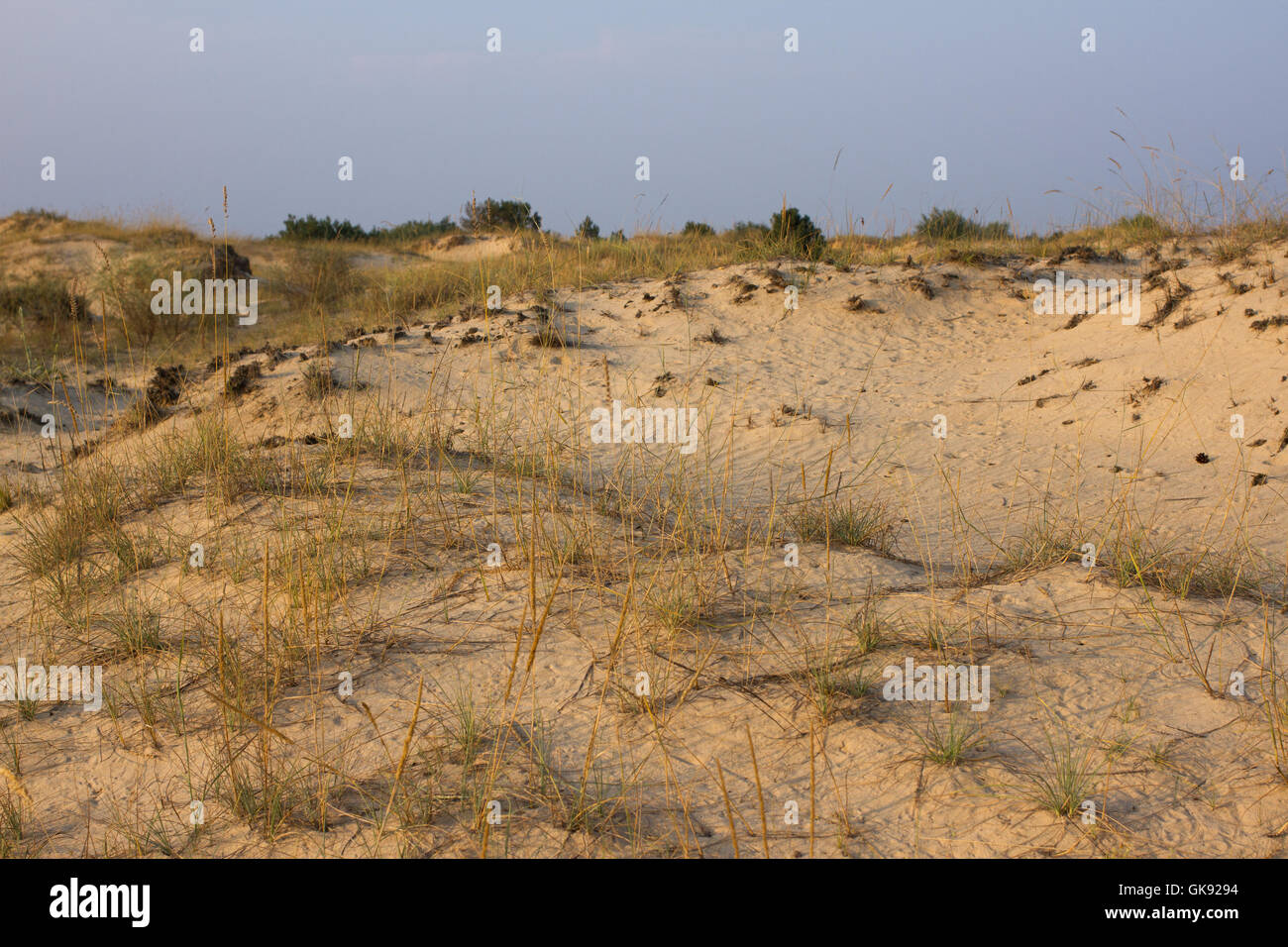 Sunset sand landscape, yellow desert, beach with pine tree and grass ...