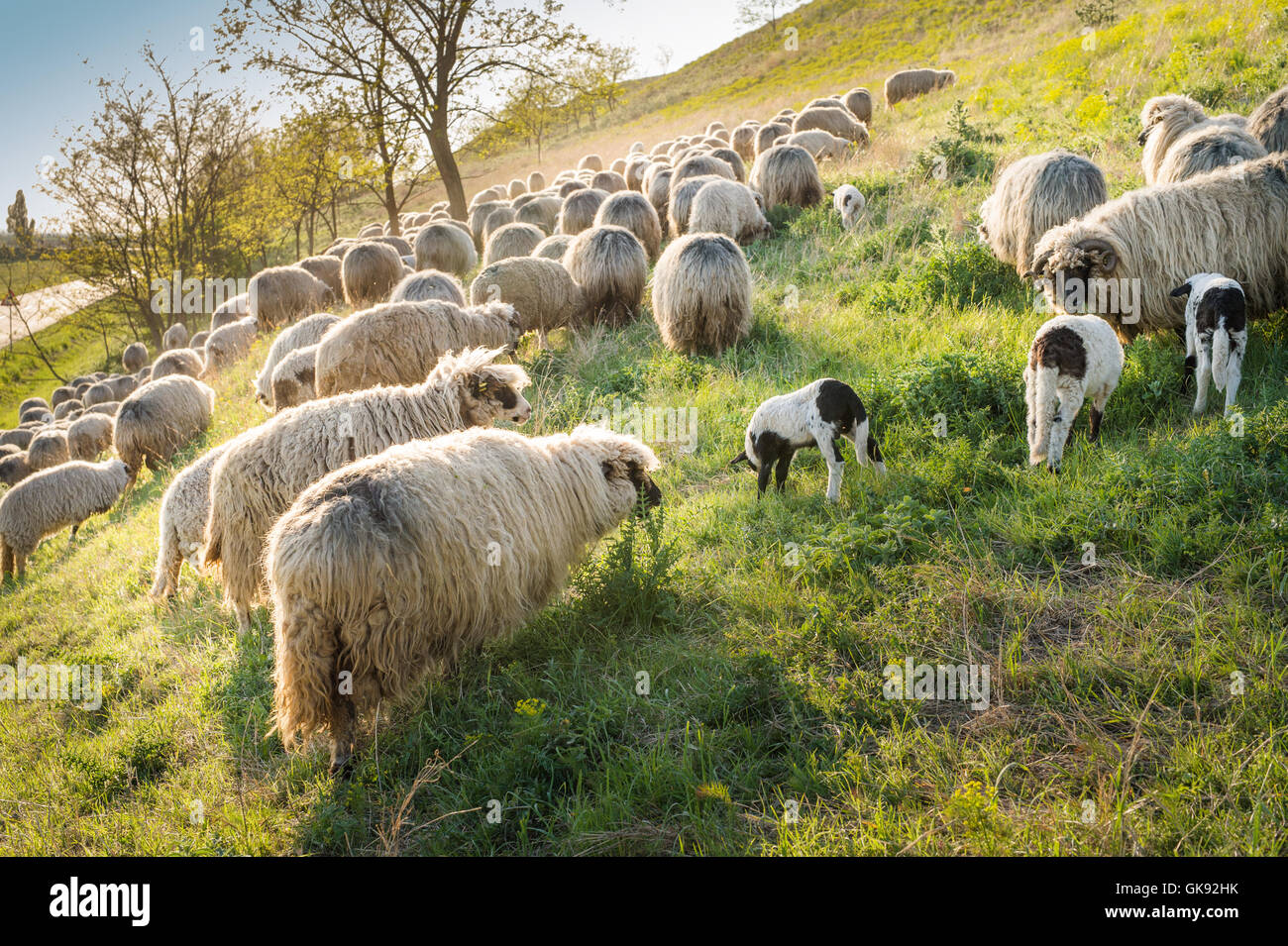 Sheep in a flock hi-res stock photography and images - Alamy