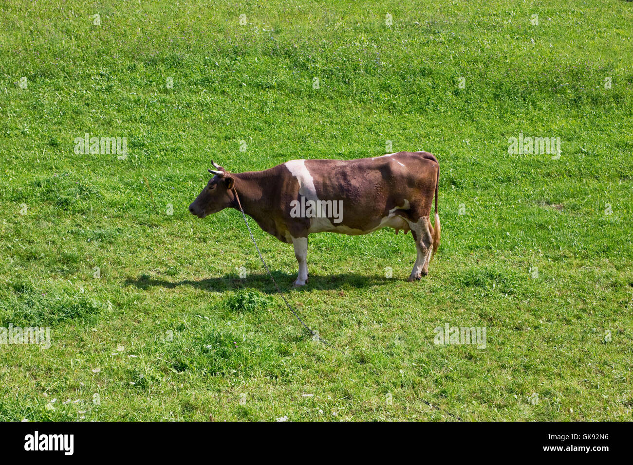 Sick cow hi-res stock photography and images - Alamy
