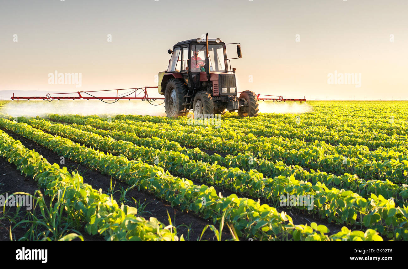 Tractor spraying soybean field at spring Stock Photo - Alamy