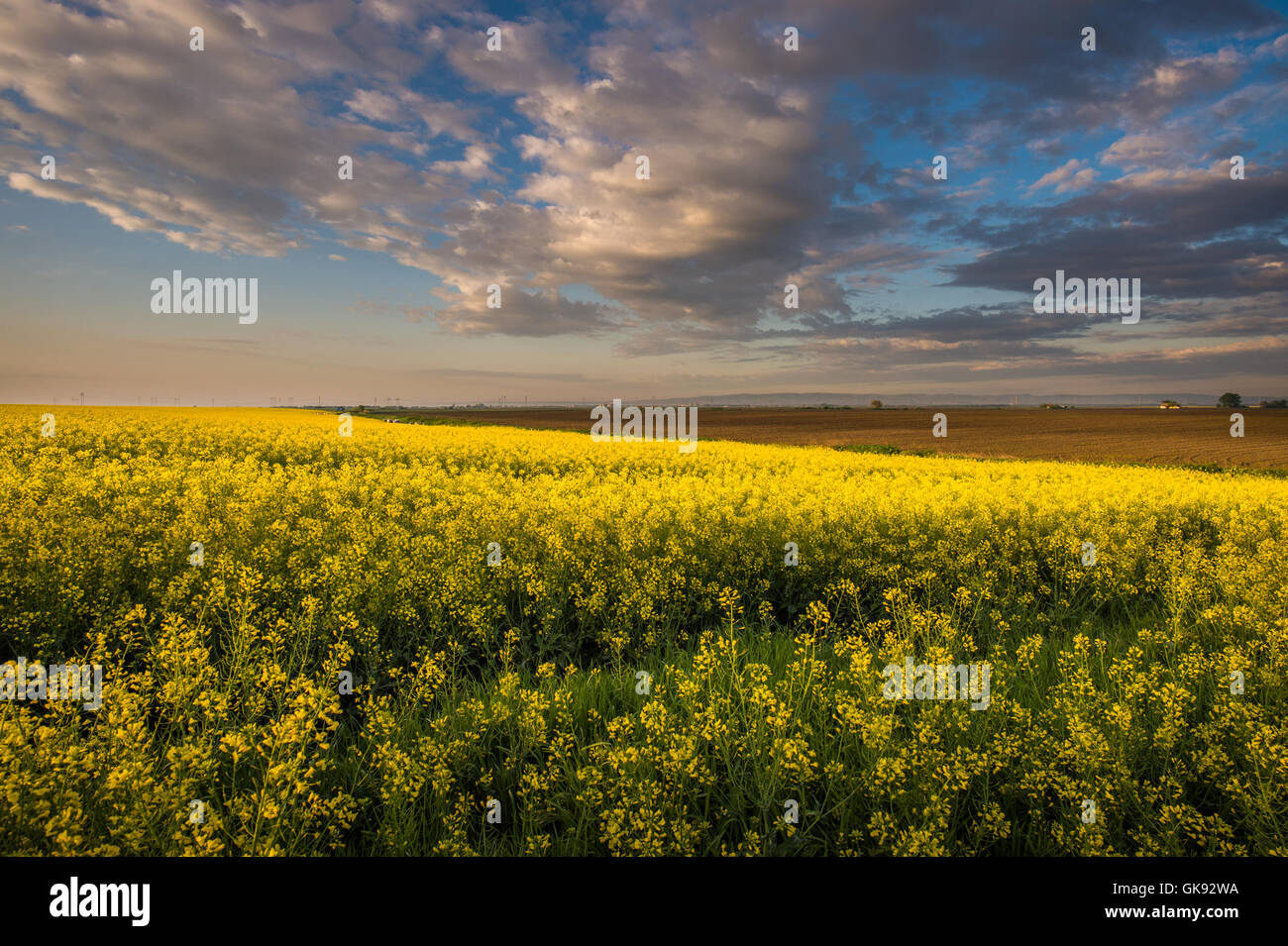 What to see in yellow hi-res stock photography and images - Alamy