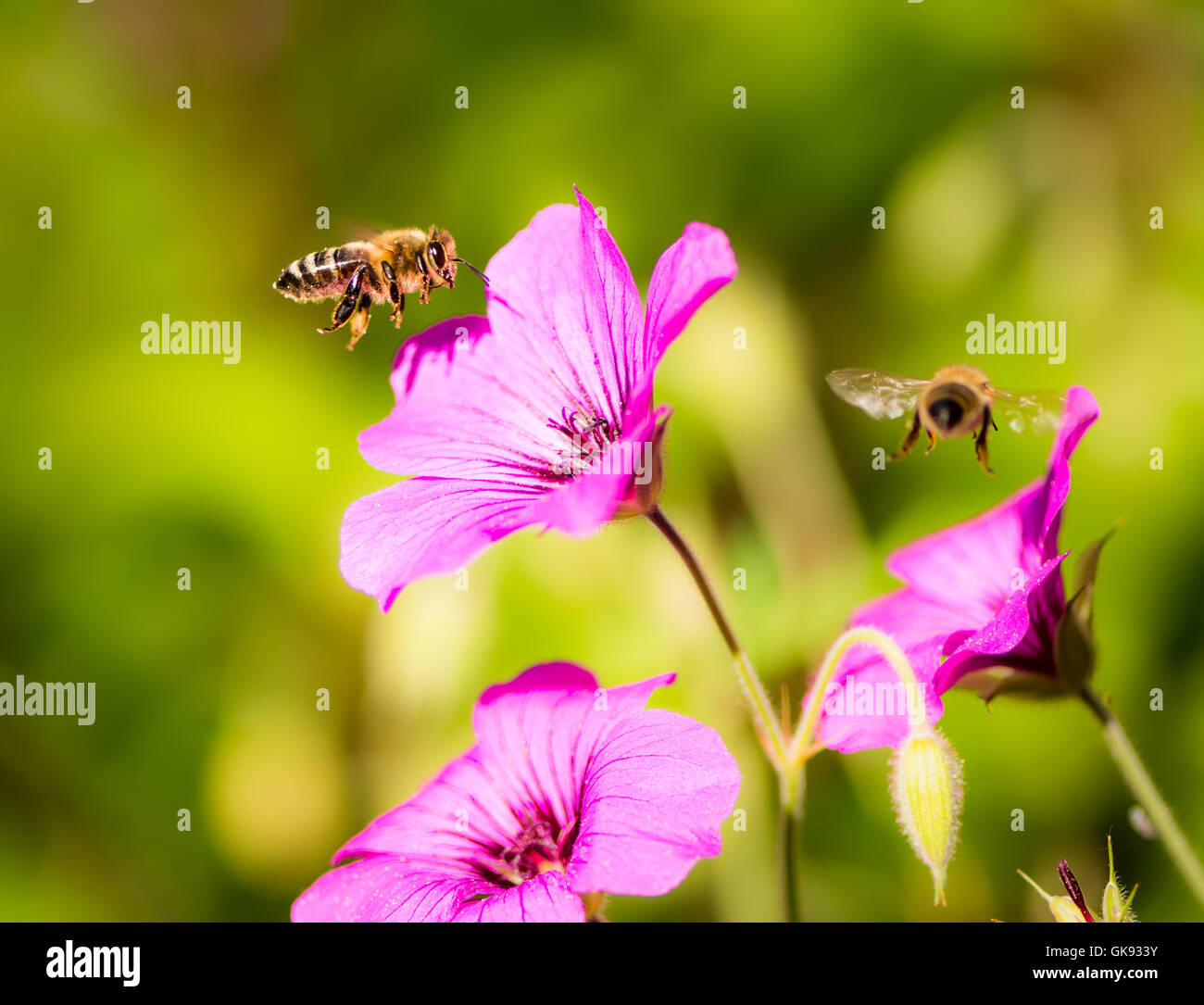Bees flying hi-res stock photography and images - Alamy