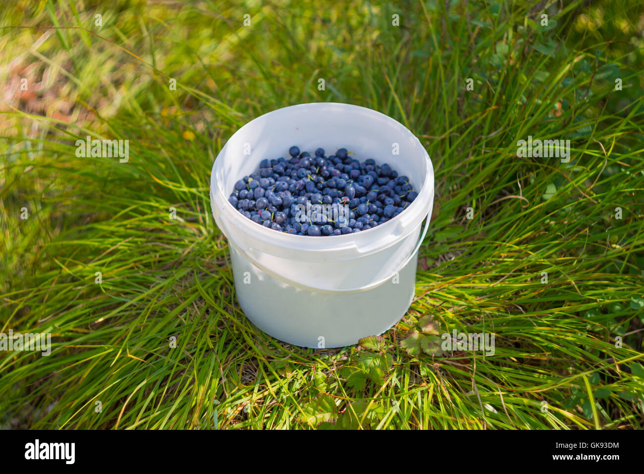 one white bucket of blueberries on marsh grass Stock Photo - Alamy