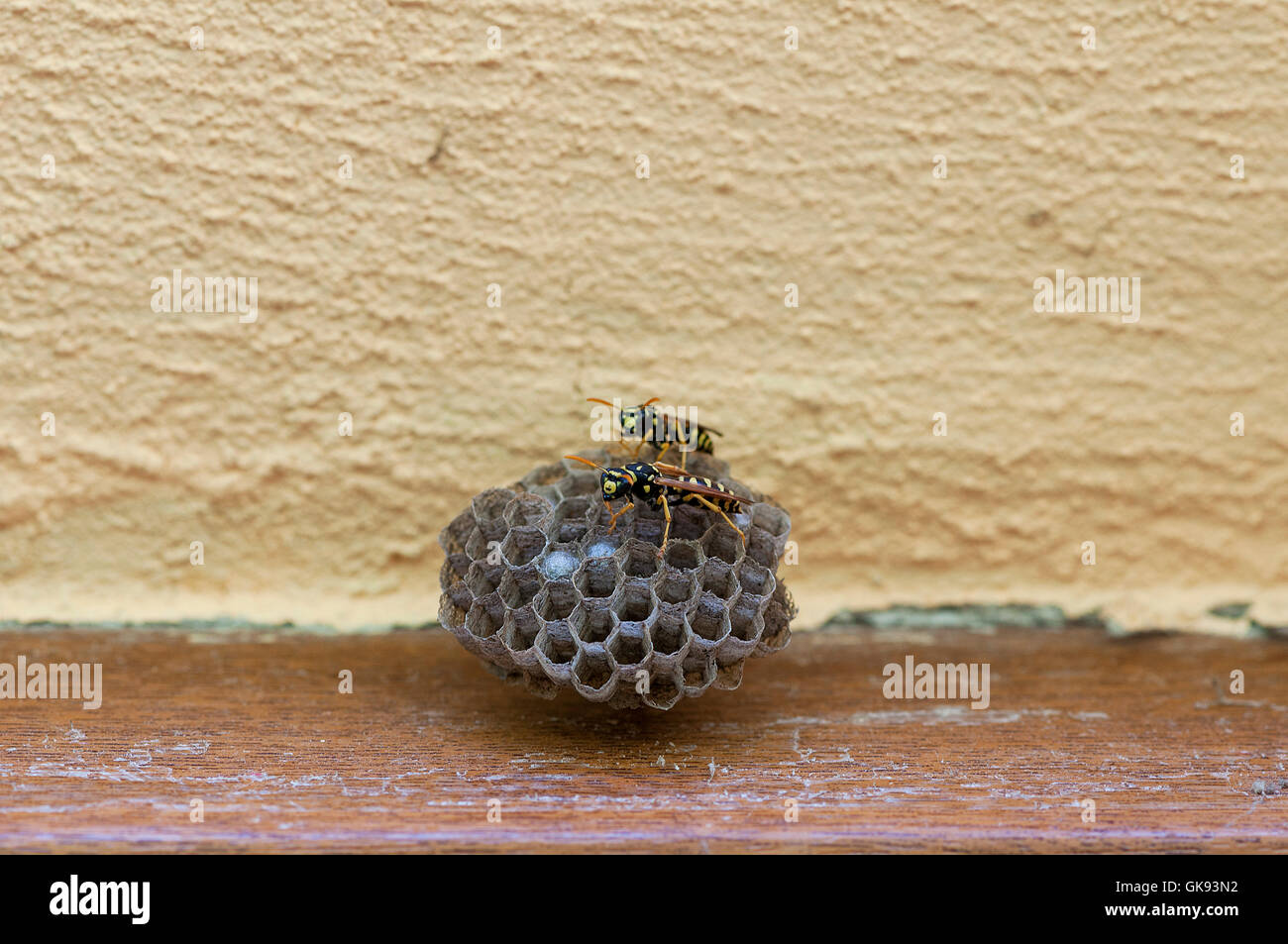 Closeup on a wasp nest. Cells with larva Stock Photo - Alamy